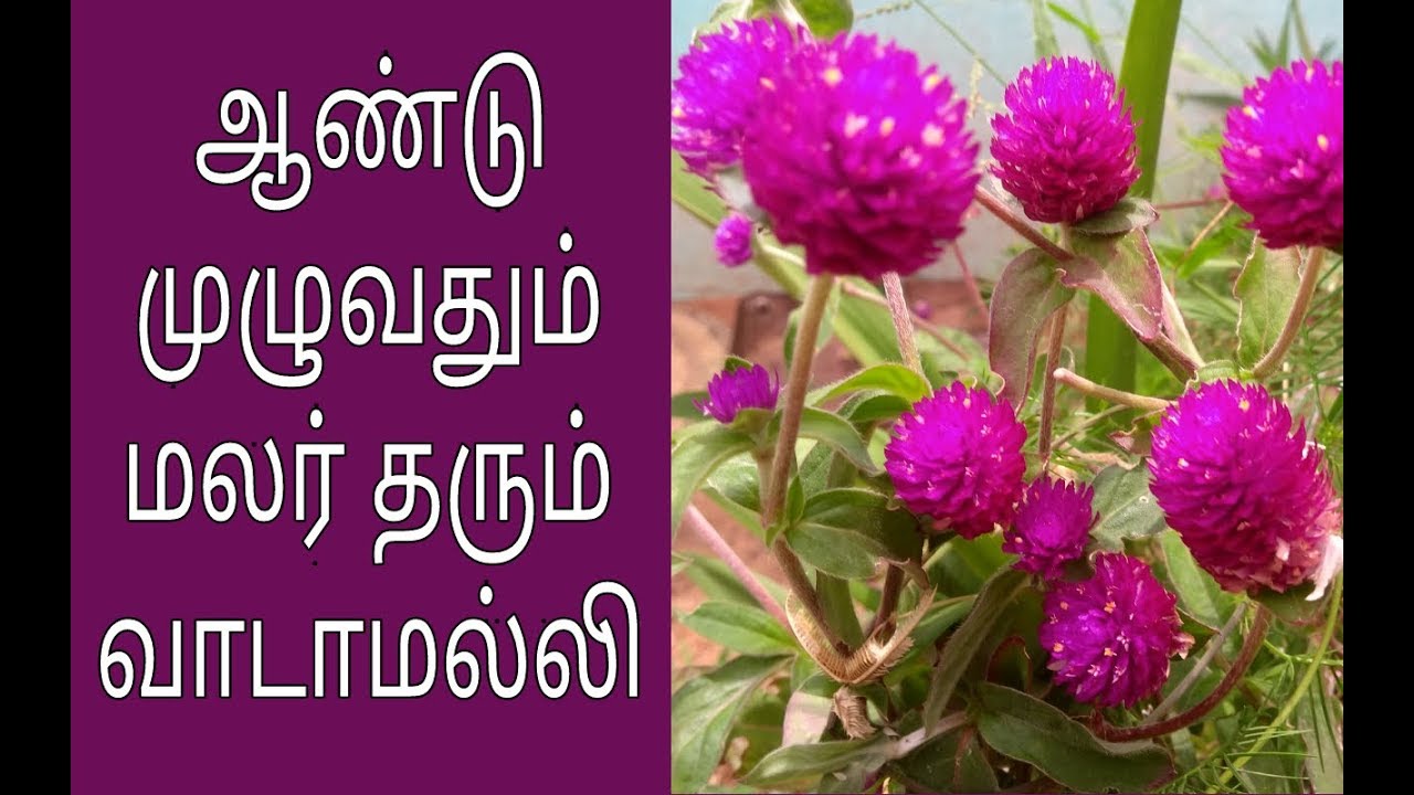 வாடா மல்லி vaadamalli வாடா மல்லி செடி vaadamalli chedi வாடாமல்லி ...