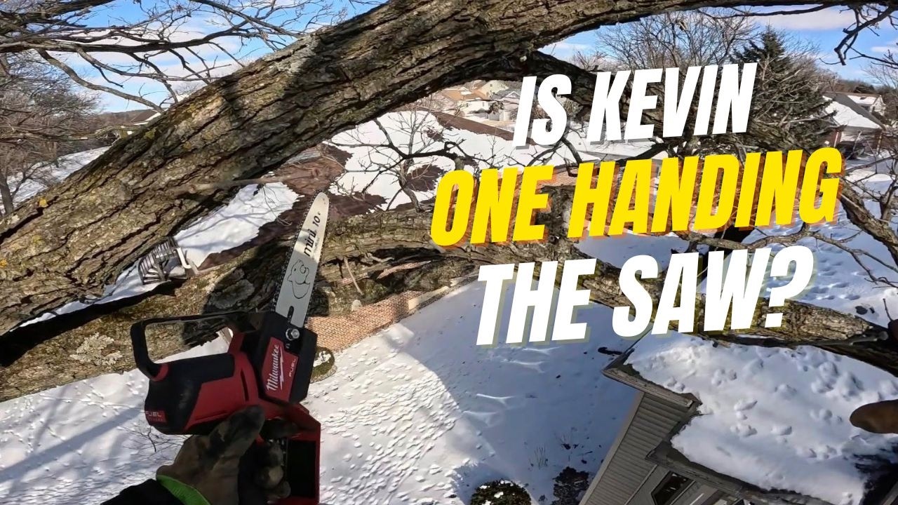 We Cut Down a Perfectly Sound Burr Oak - YouTube