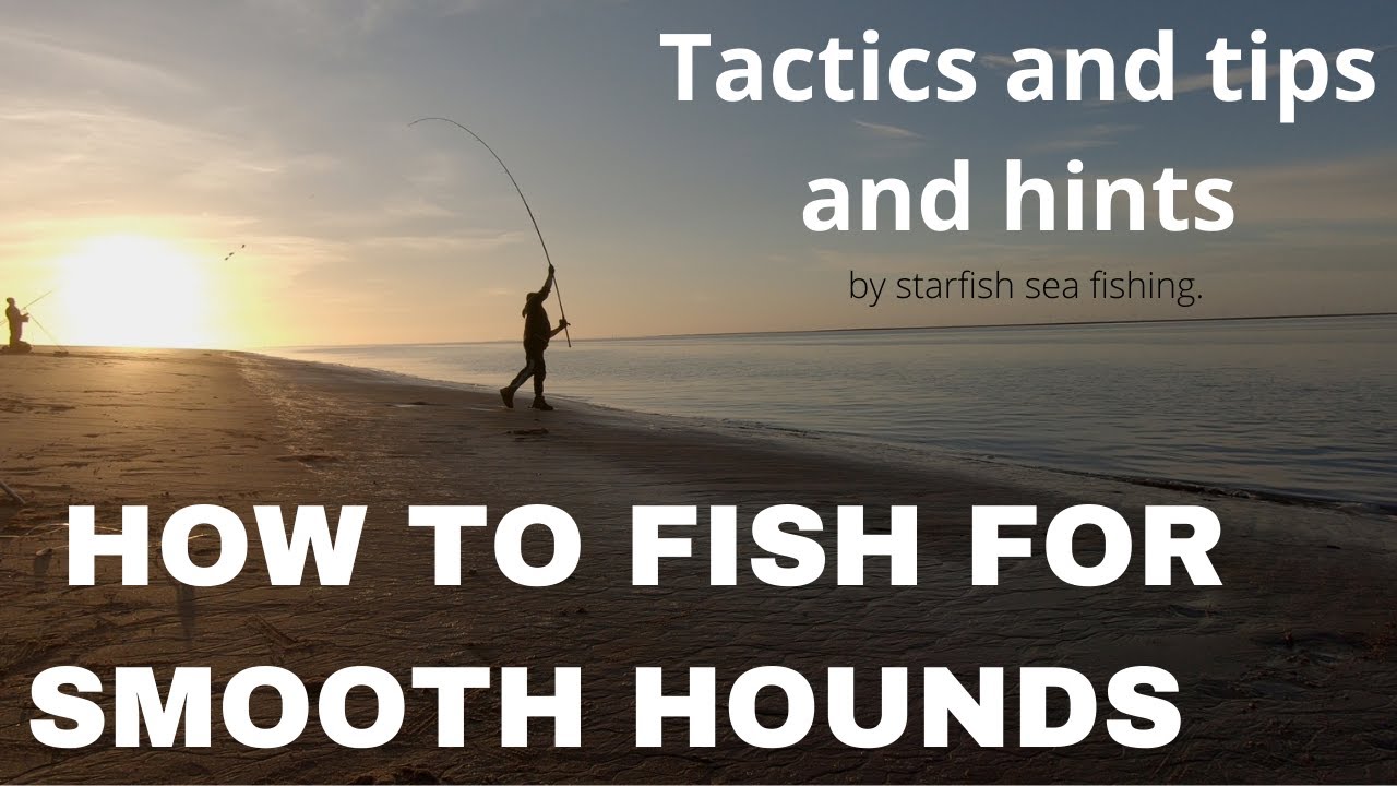 Smooth hounds from the shore 🐟 Sea fishing uk. - YouTube