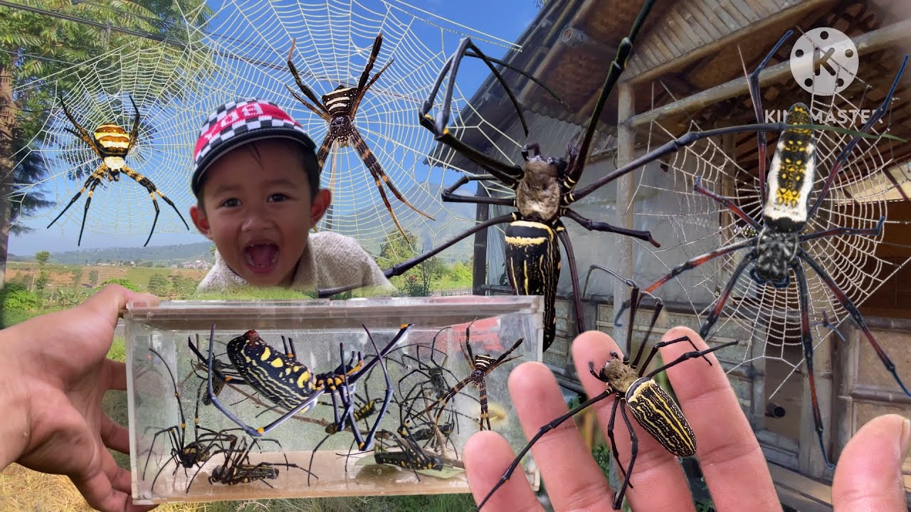 107 - Spider Hunting Advantures. Hunt and Catch Mountain Golden Spiders ...