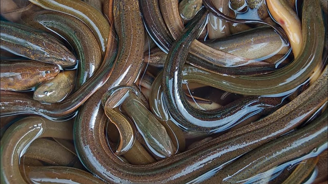 Fish market nepal koshi - YouTube