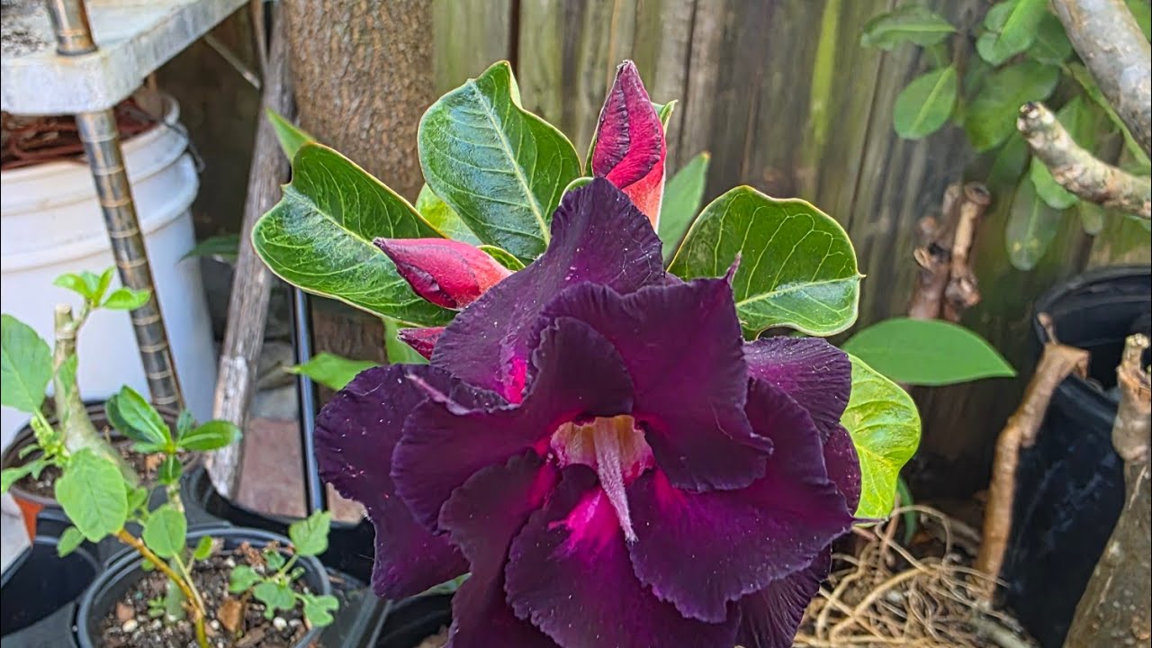 Repotting a Purple Desert Rose with Soft Caudex.##adenium - YouTube