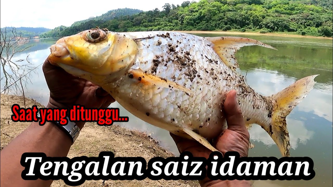 Tengalan Saiz sedap gulai Mancing ikan sungai pahang - YouTube