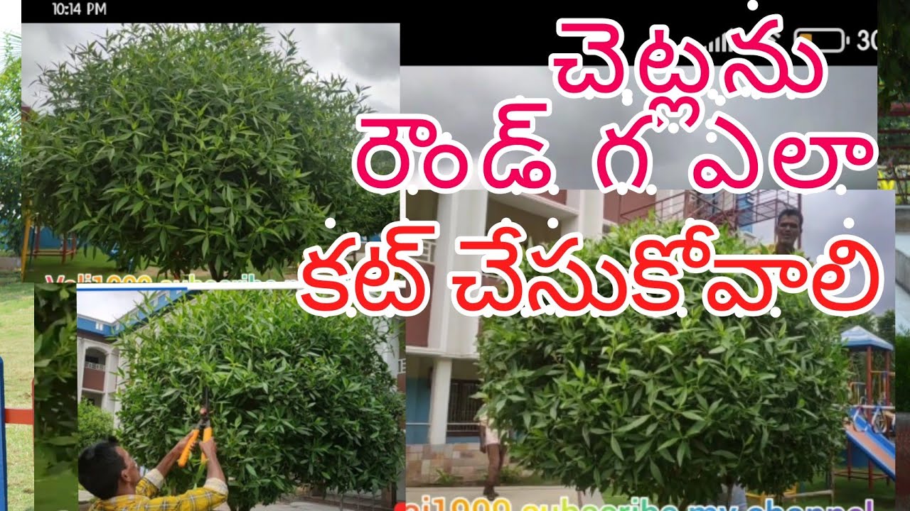 How To Cut Round Shape Trees Save Trees Save Life YouTube How To Cut Round Shape Trees Save Trees Save Life YouTube