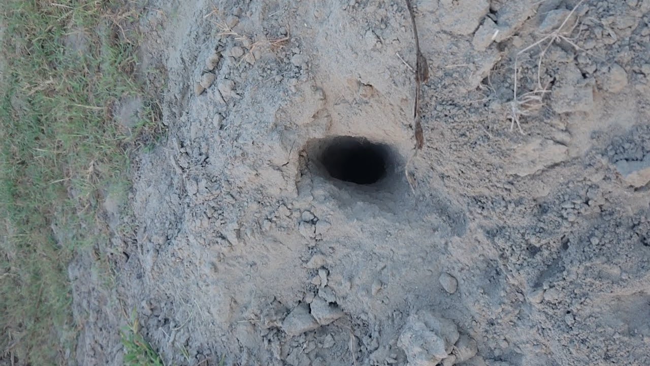Live Discovery: What’s Hiding Inside This Mysterious Animal Burrow ...