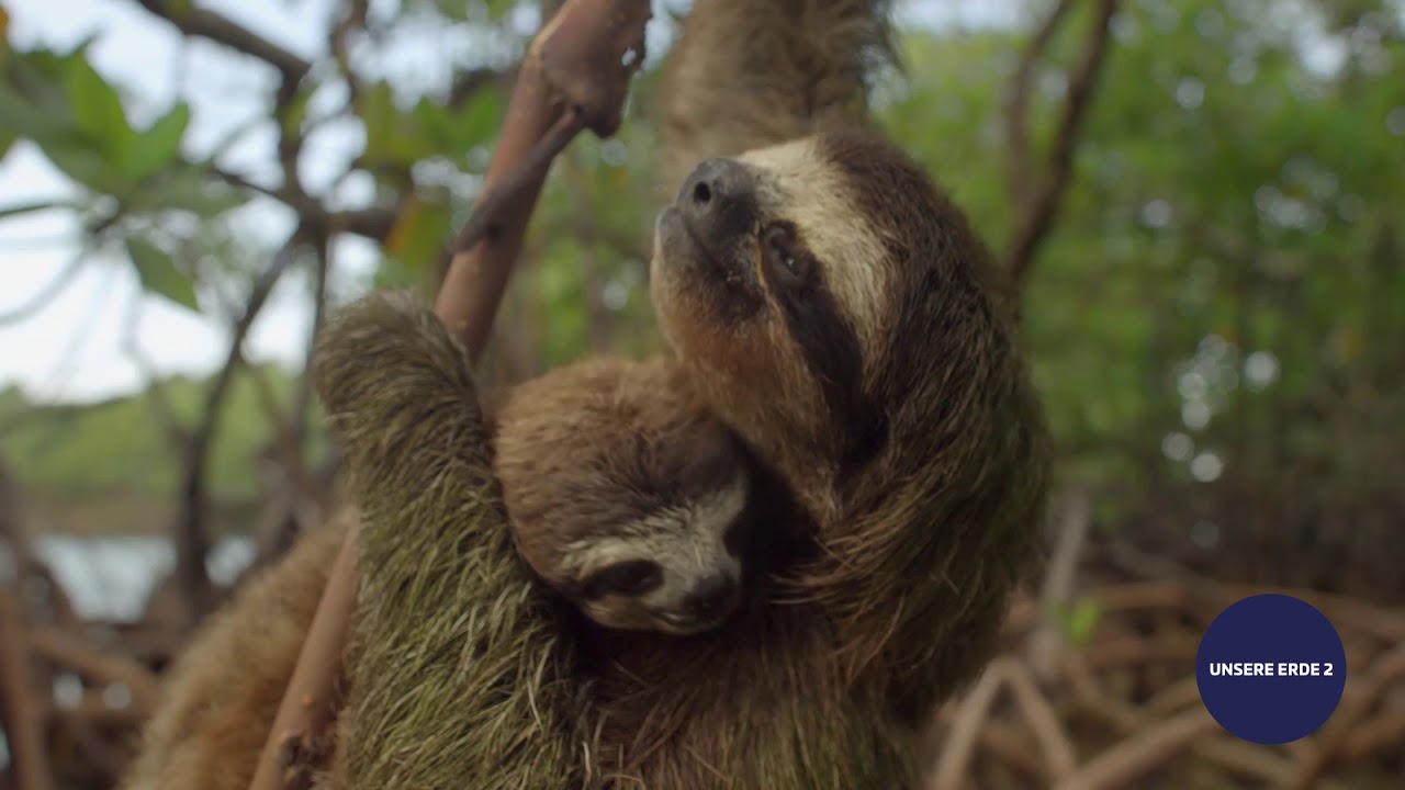 Unsere Erde 2 (Trailer De) - YouTube