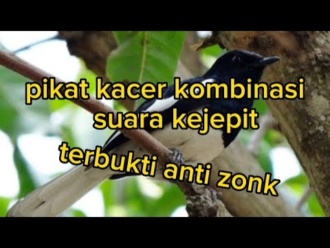 suara pikat kacer kejepit