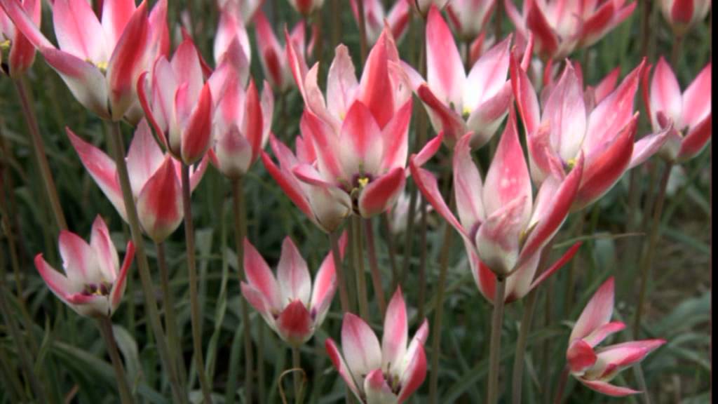Hortus Bulborum Limmen Historical tulips Jardin Historique tulipes ...