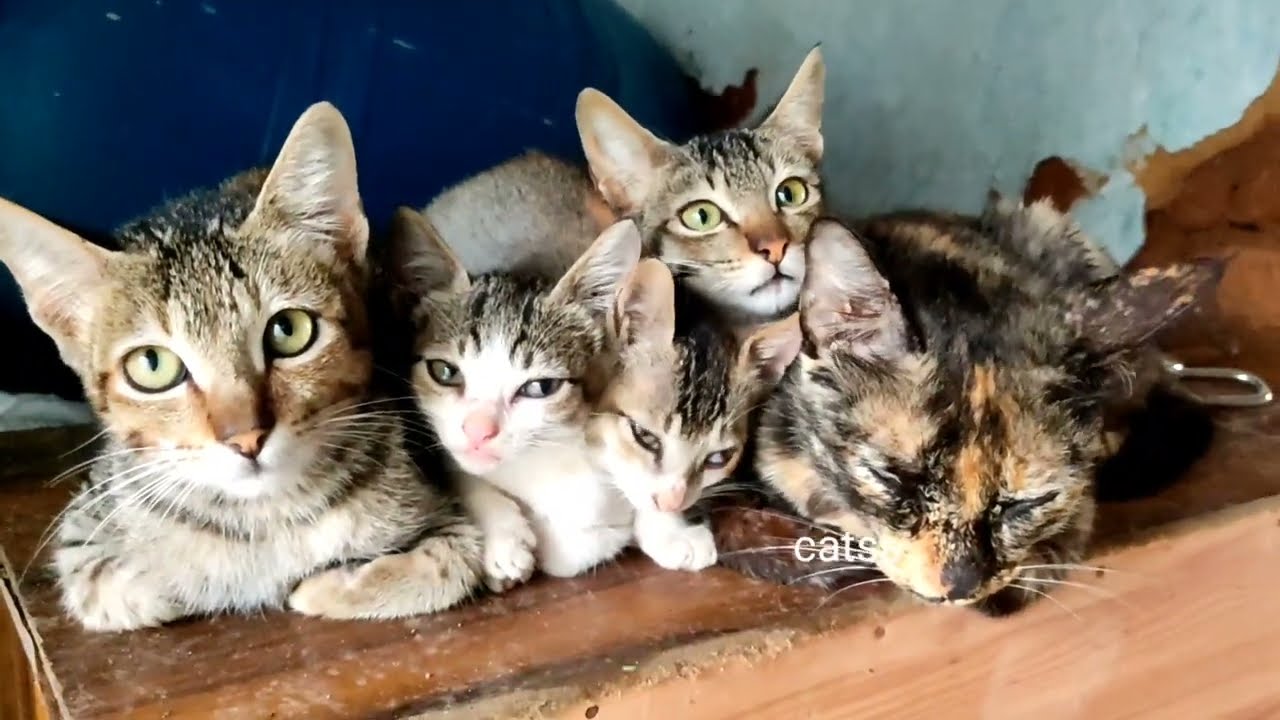 Cat meowing sound effect] kitten meowing sound effect - YouTube