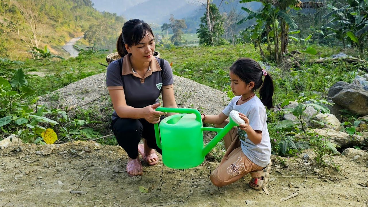 The process of harvesting Chai Chai for sale - The difficult life of ...