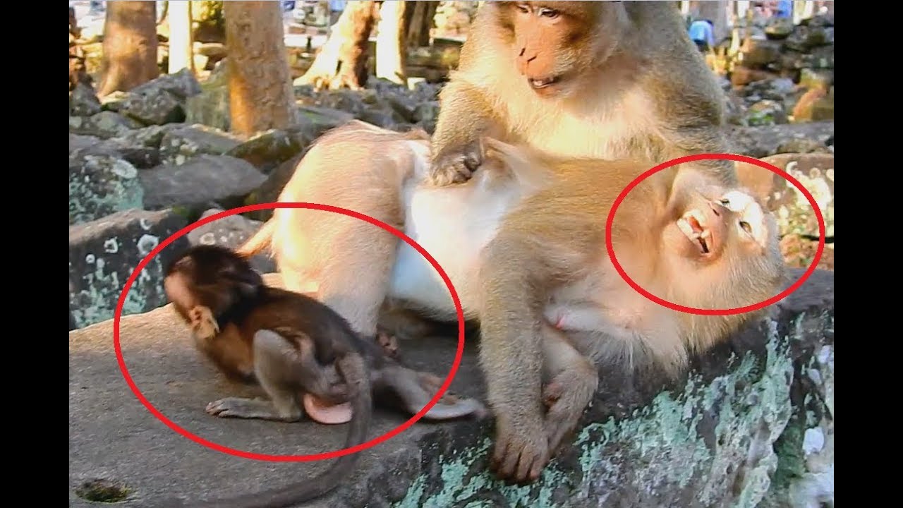 OMG! King monkey Bite Small Baby monkey Aiden, Poor baby Cry and Scare ...