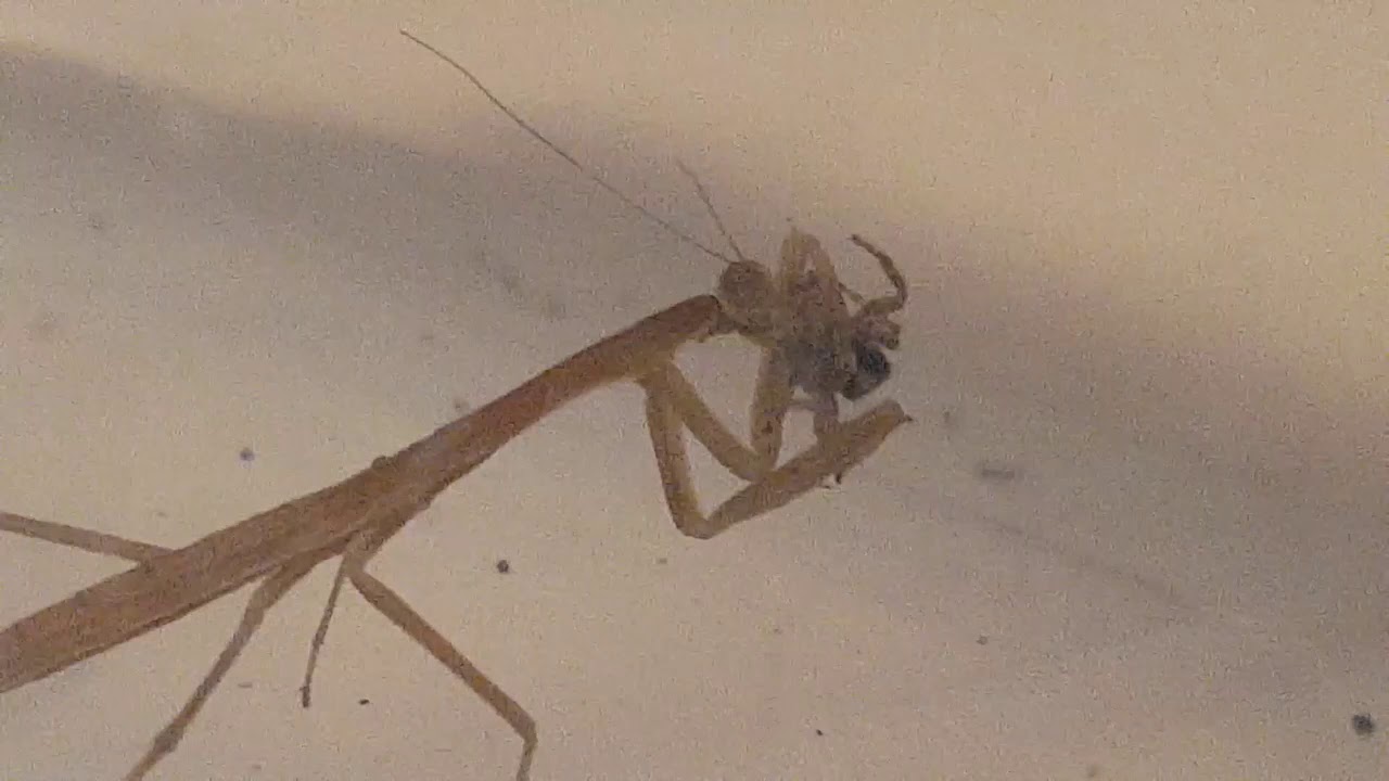 Praying Mantis Vs. Jumping Spider - YouTube