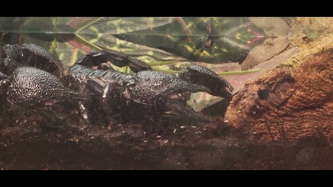 Cincinnati Zoo: Emperor Scorpion 🦂 - YouTube