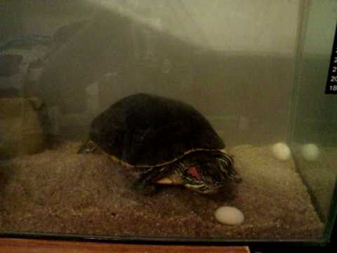 Huevos (Tortuga de Florida) - YouTube
