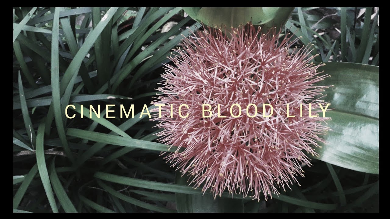 Cinematic Flower - Blood Lily Blossom | Shoot on Samsung Galaxy J4 | Beautifull flower