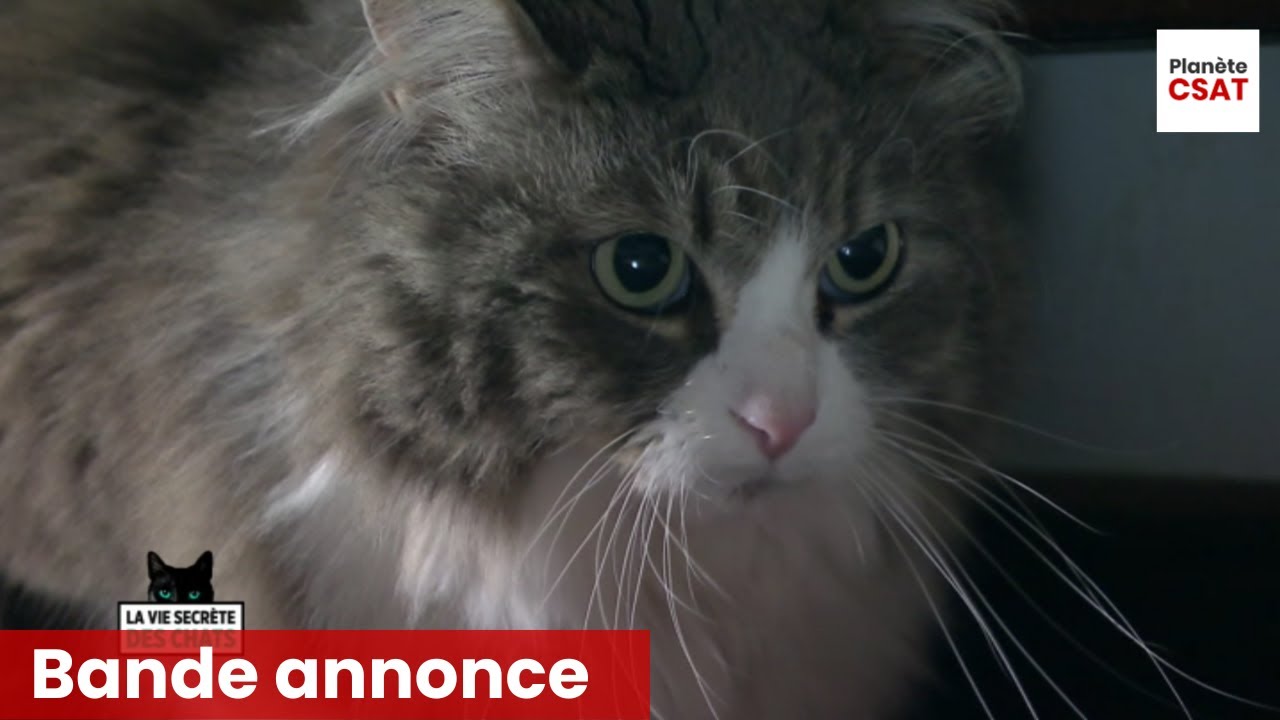 La vie secrète des chats : La langue du chat | bande annonce | RMC ...
