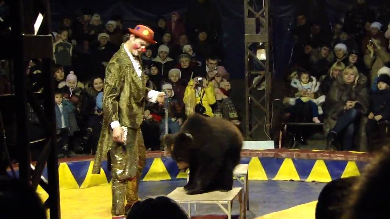 Brown bear in the circus - YouTube