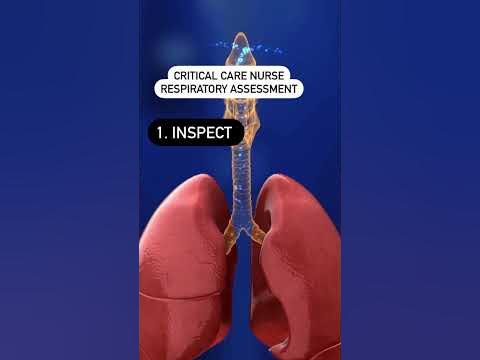 respiratory system respiratory system anatomy and physiology ...