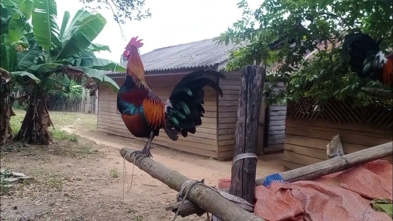 nyiam nug tau qiab cuab02095354537 - YouTube