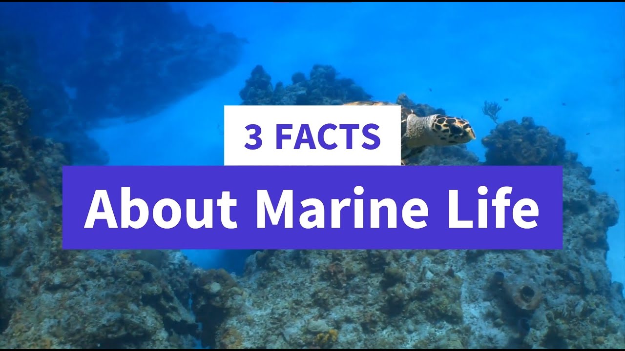 3 Amazing Facts About Marine Life YouTube 3-amazing-facts-about-marine-life-youtube