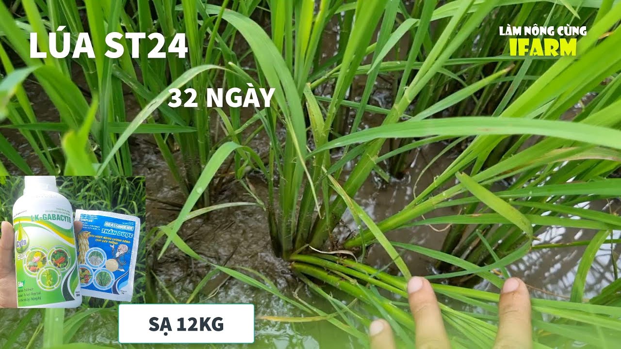 LÚA ST24 32 NGÀY NỞ BỤI TỐT - BÓN PHÂN NUÔI CHỒI ST24 | BẾN LỨC - LONG ...