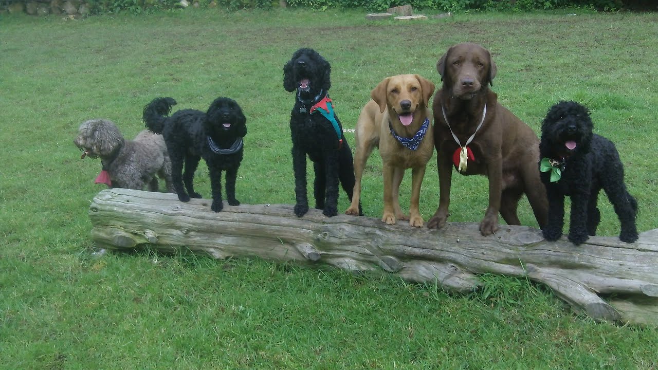 Head Boy Buddy, Bessie, Buster, Boo, Bertie, Deputy Head Gus, Lenny ...