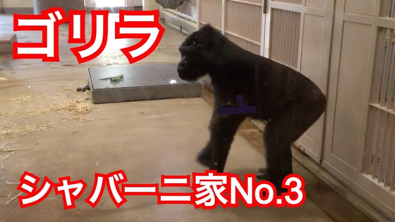 シャバーニ家のゴリラたちNo.3★東山動植物園★gorilla★Higashiyama Zoo in Japan - YouTube