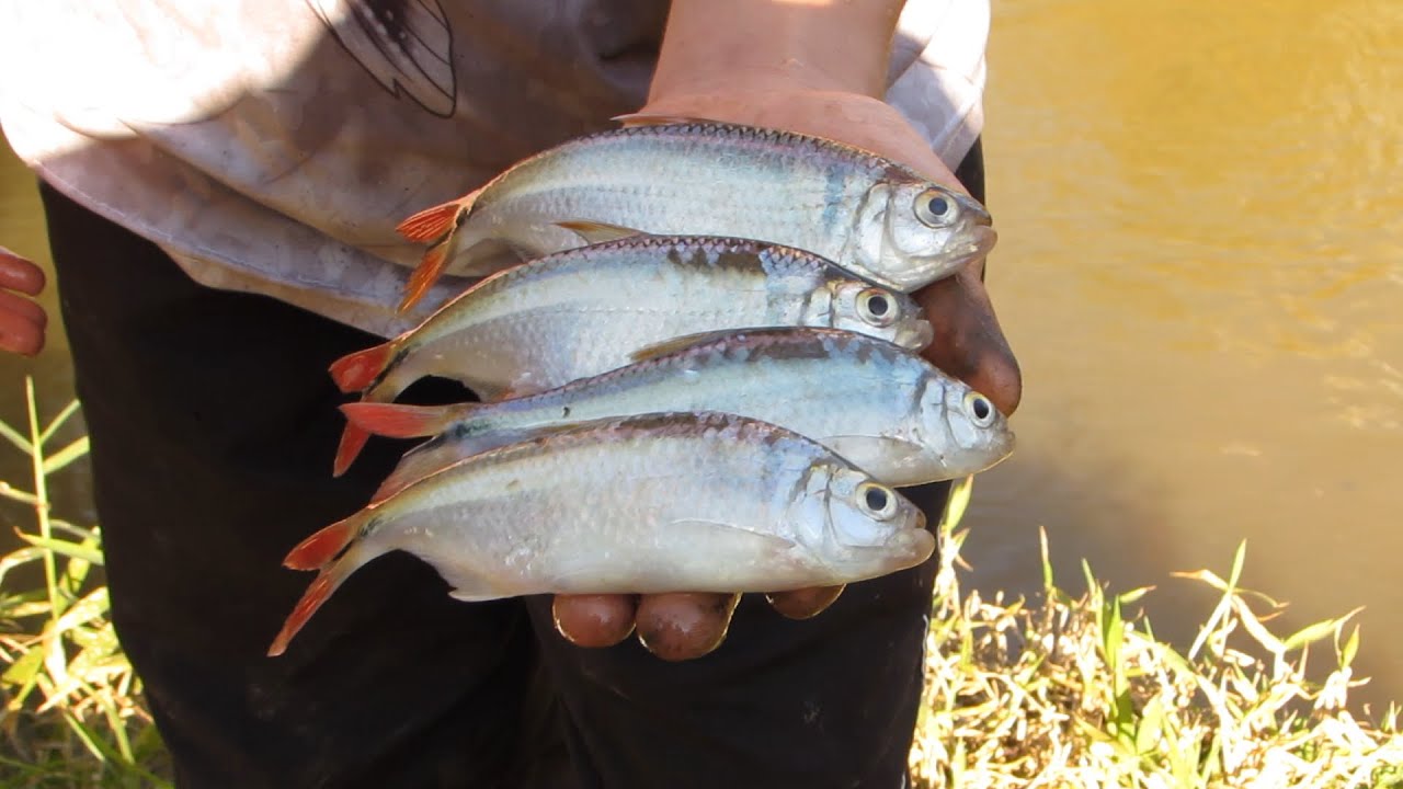 SÓ LAMBARI GIGANTE NAS ÁGUAS FRIA DO RIO MUZAMBO - YouTube