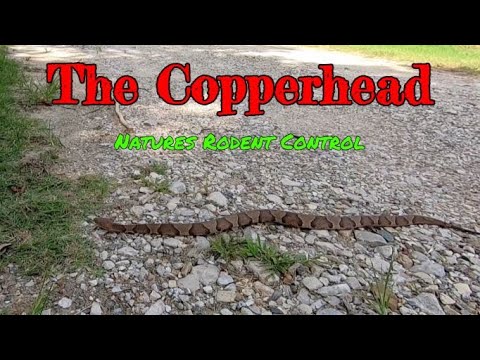 Venomous Snakes of Oklahoma. The Copperhead. - YouTube