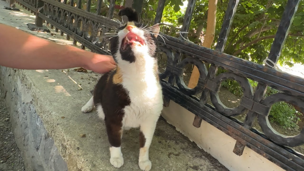 Stray cat's hilarious reaction to back scratches! - YouTube