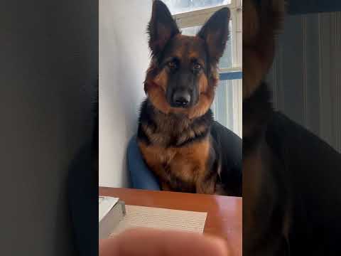 DOG 9 aylık alman kurdu Zeyna @cumadilsiz @Puppymalinoistr @akinkirkiz #malatya #k9 #dog#wald