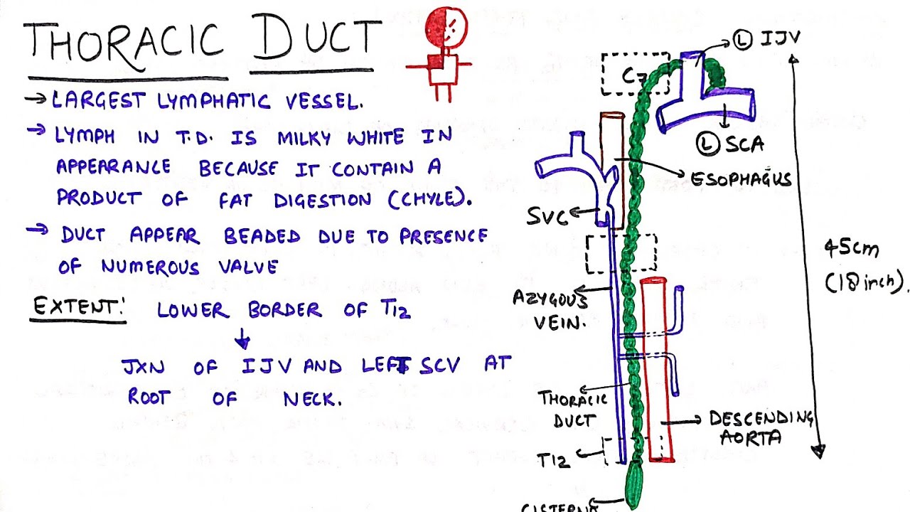 THORACIC DUCT ANATOMY | course , tributaries and applied | THORAX ...