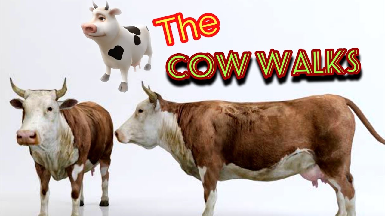 Funny cow videos for Children / happy cows, cow mandi & cows mooing ...