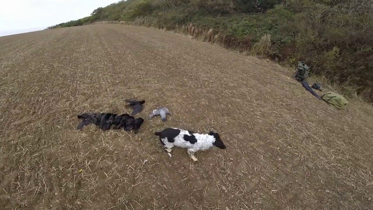 crow shooting, a short video on the crows - YouTube