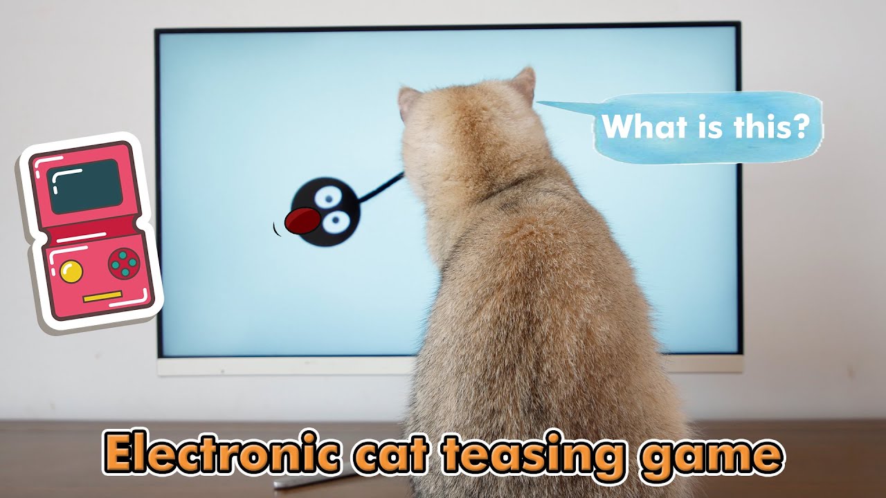 Funny Cat | 电子屏幕逗猫，猫咪会有什么反应？--- How will the cat react to the cat ...