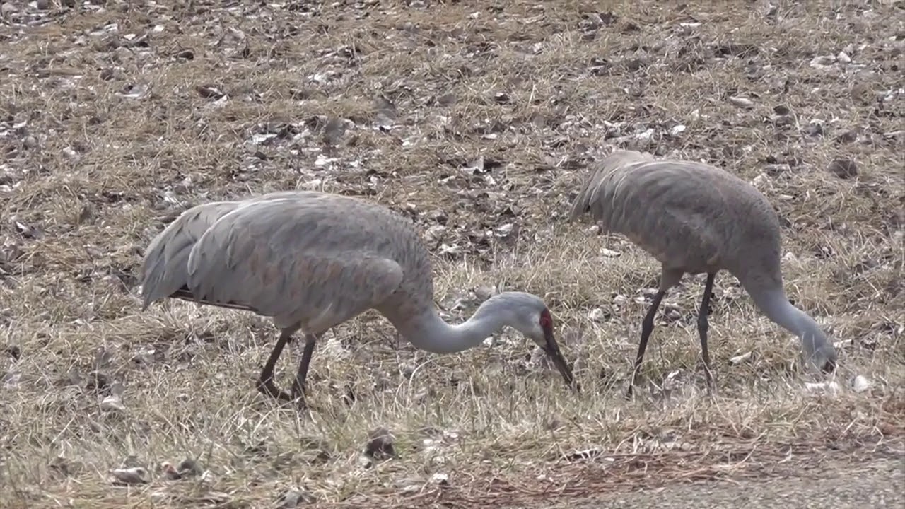 Sandhill Cranes, Turkey Vulture and Wild Turkeys - YouTube