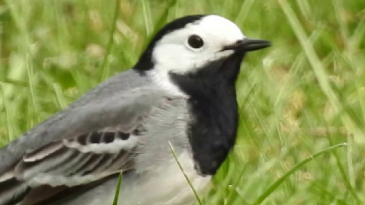 Cutte Bird (codobatura) - YouTube