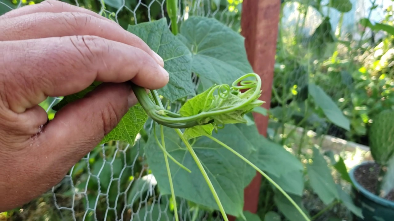 how to grow Chayote squash (guisquil) in the desert june 2019 - YouTube