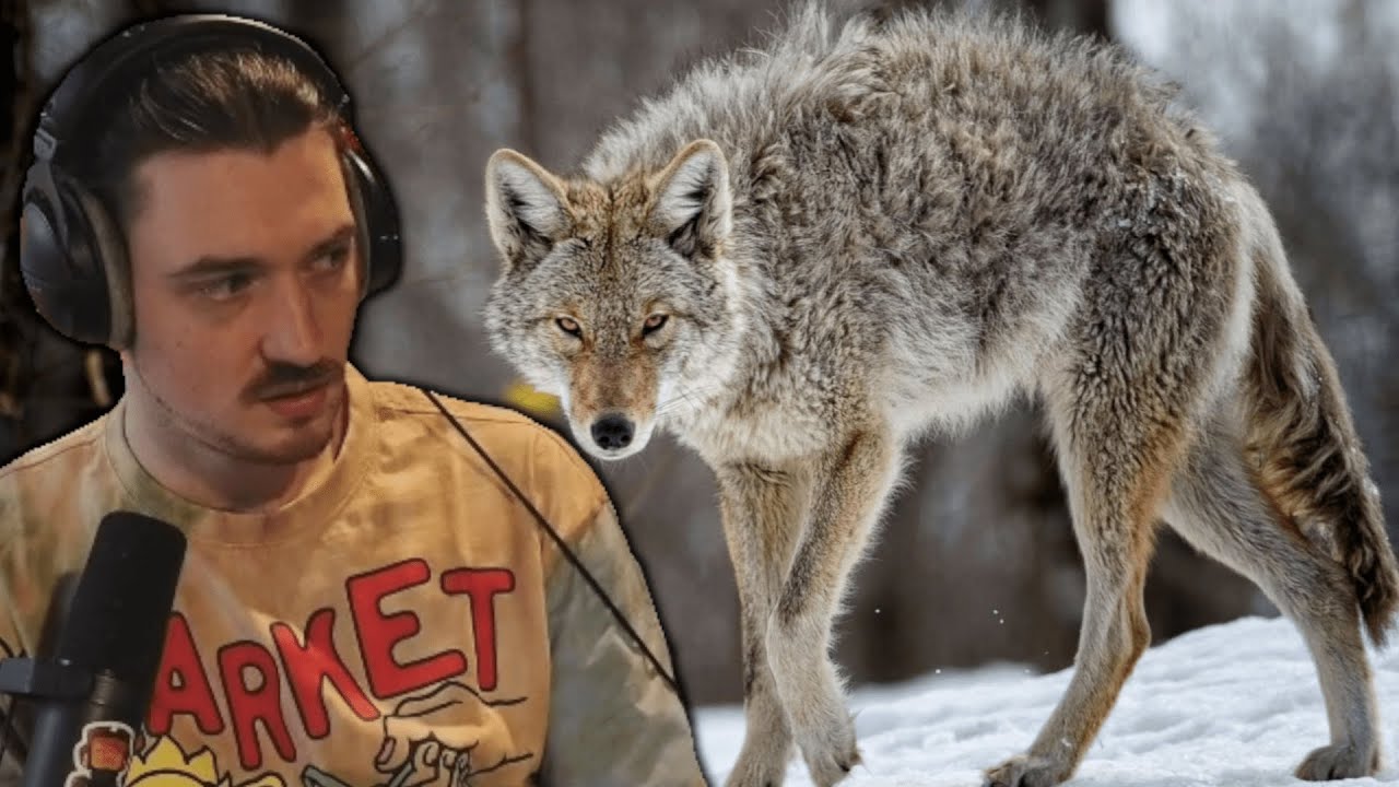 Bionicpig reacts to Teen folk singer killed by coyotes - YouTube