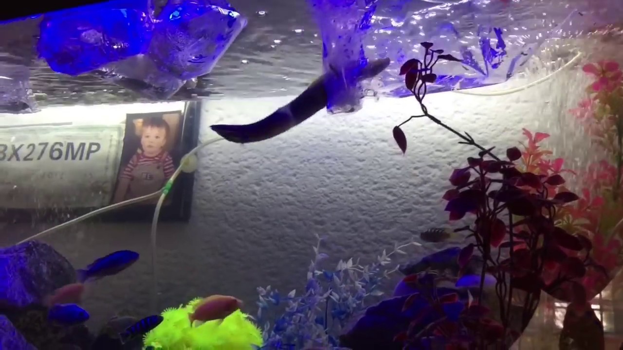 Releasing a Fire eel ( Mr . Lee) into my malawi cichlid tank - YouTube
