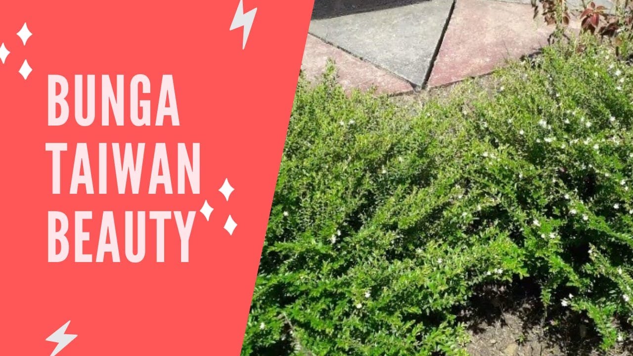 Pengenalan Tanaman Hias Taiwan Beauty || Taiwan Beauty Flower - YouTube