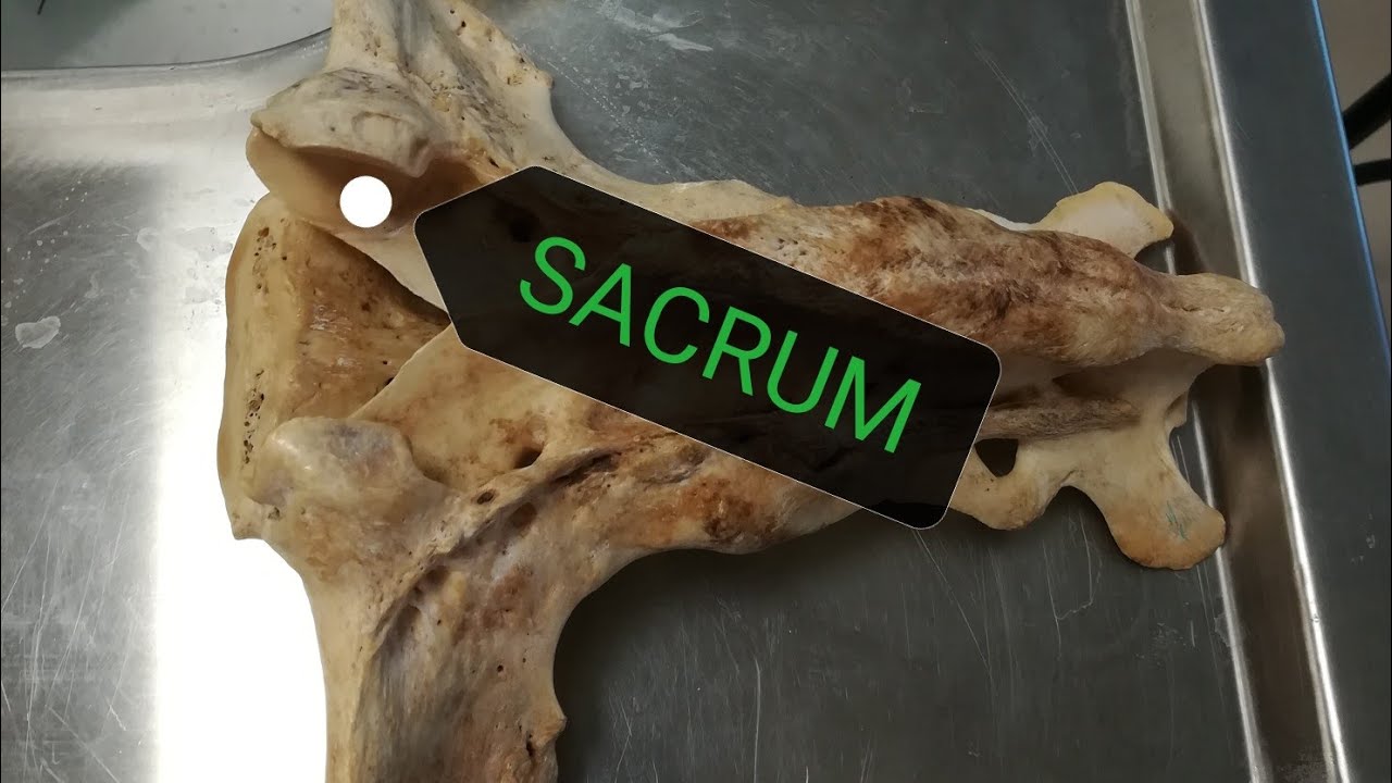 VETERİNER ANATOMİ Sacrum (Ruminant ve Equde) - YouTube
