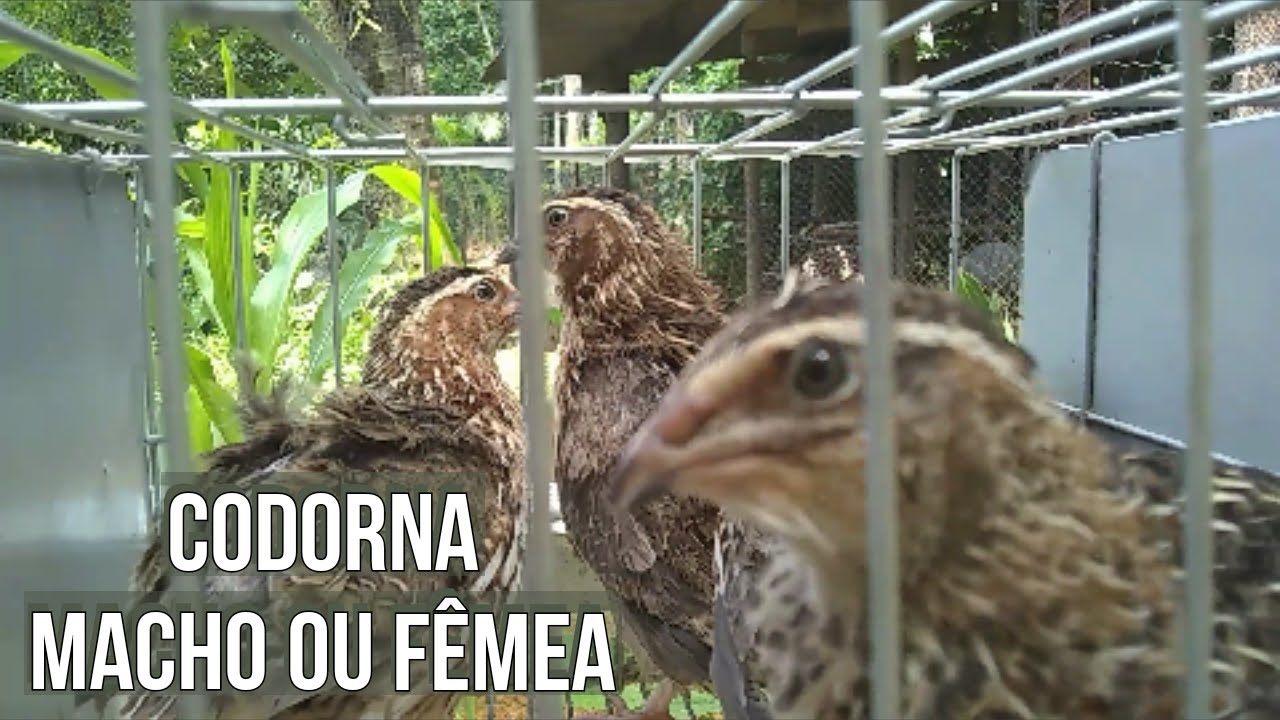 Como saber se a codorna é macho ou fêmea. - YouTube