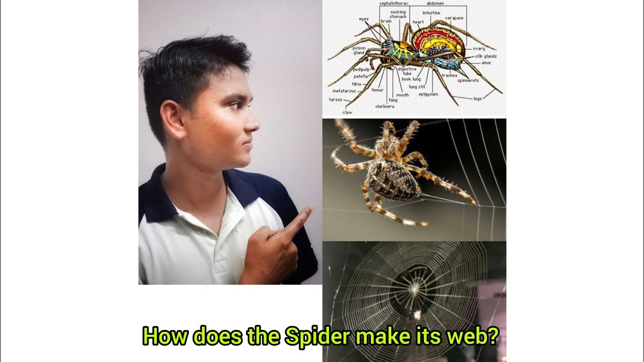 # 🕷️ How does the Spider make it's Web ? 🕷️ 😯Wow ! it's amazing # - YouTube
