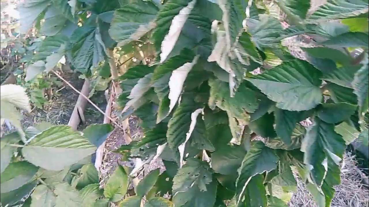 Малиновое дерево Таруса часть- 2 // Как запустить на зимовку // Ягодная ...