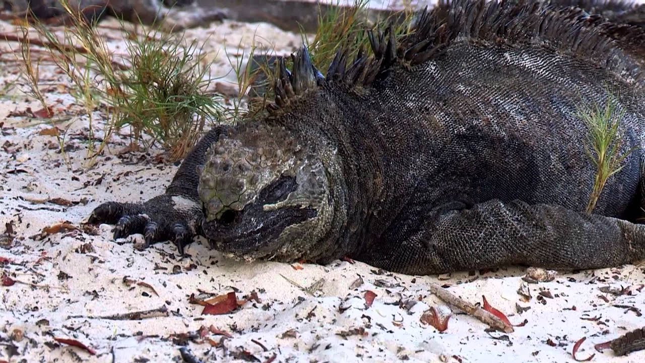 Swimming Iguanas Galapagos Islands: HD Travel - YouTube