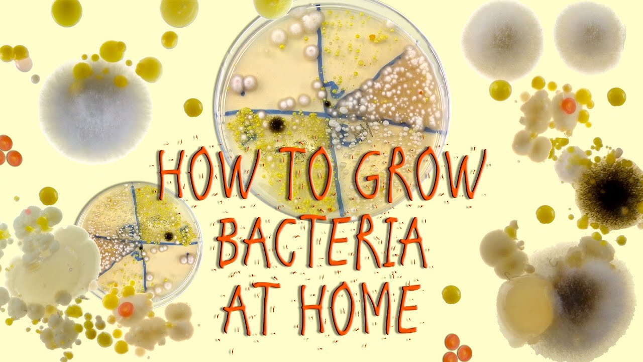CAN WE GROW BACTERIA AT HOME? 🧫🦠🦠🦠🧫 - YouTube