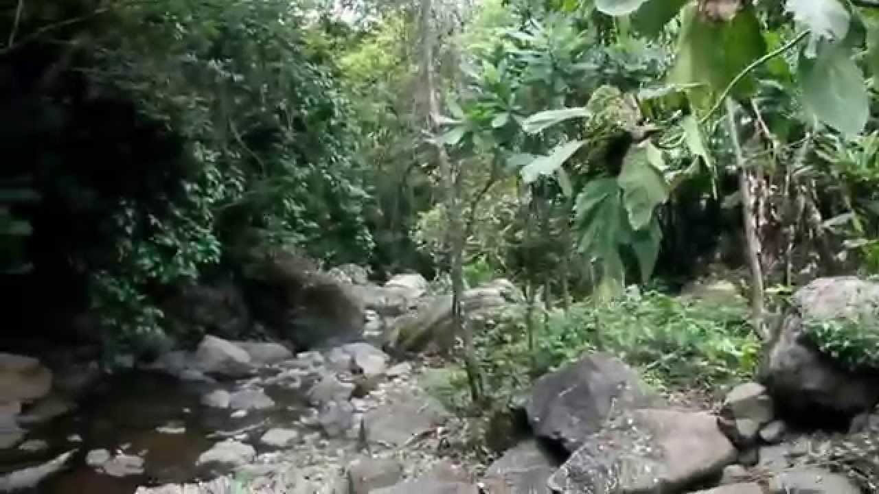Sora Highlands in Panama - YouTube