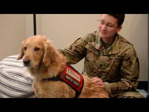 Patsy, the SHARP/SAPR Therapy Dog (2020) 🇺🇸 - YouTube