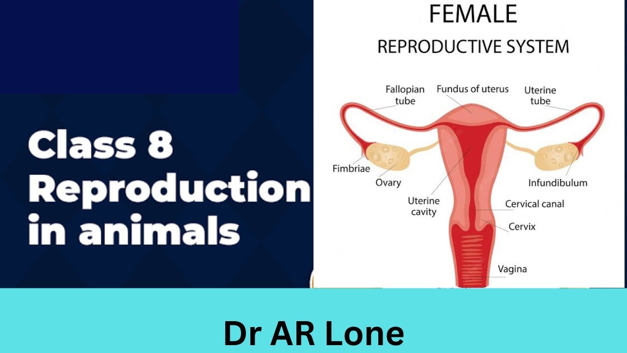 Reproduction in Animals| Class 8th | Ncert | Dr Ashfaq Sir| - YouTube